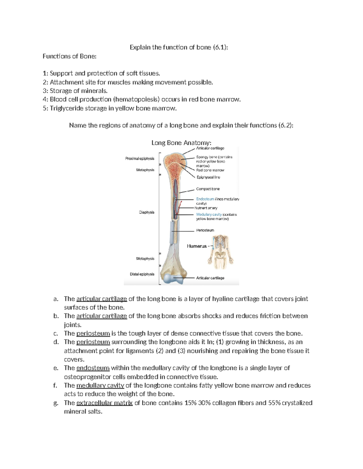 Chapter 6 Bones - Explain the function of bone (6): Functions of Bone ...