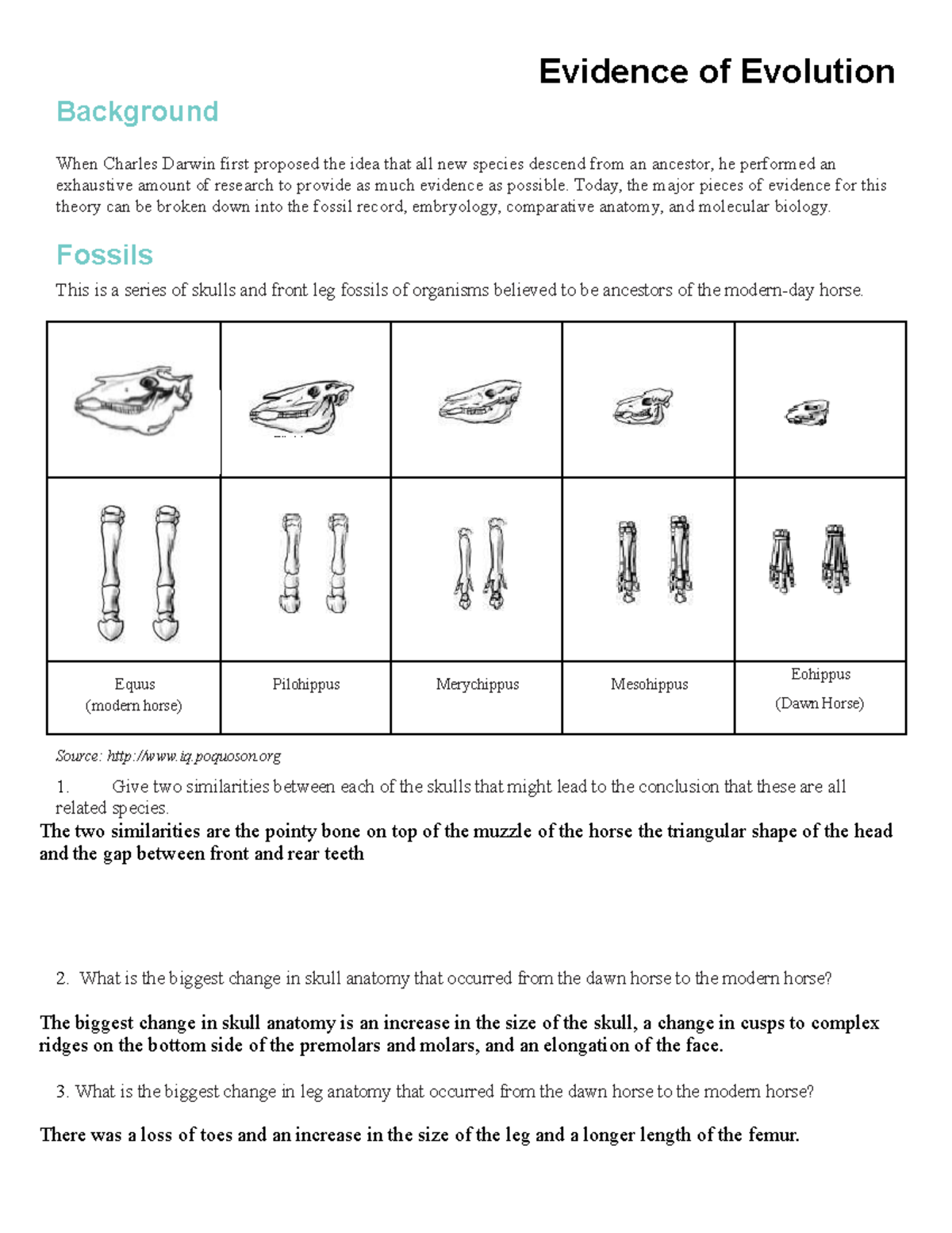 Max Esper of Evidence of Evolution Lab.docx - Background Evidence of ...