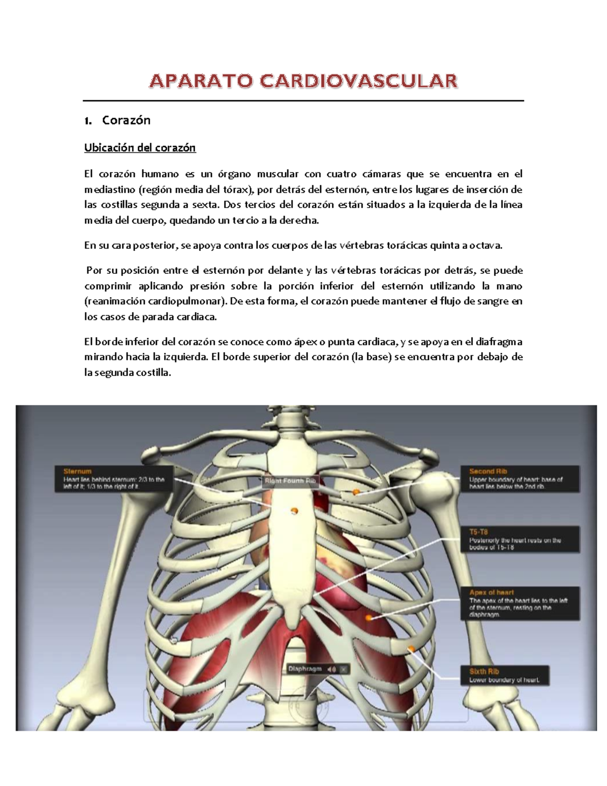 Aparato cardiovascular - Warning: TT: undefined function: 32 1. Corazón ...