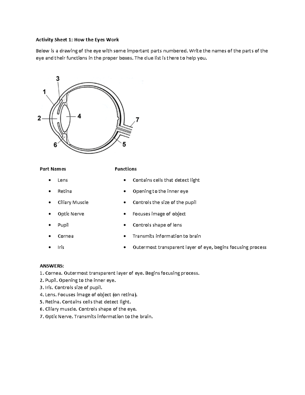 Activity Sheet 1 - How the Eyes Work - Activity Sheet 1: How the Eyes Work Below is a drawing of ...