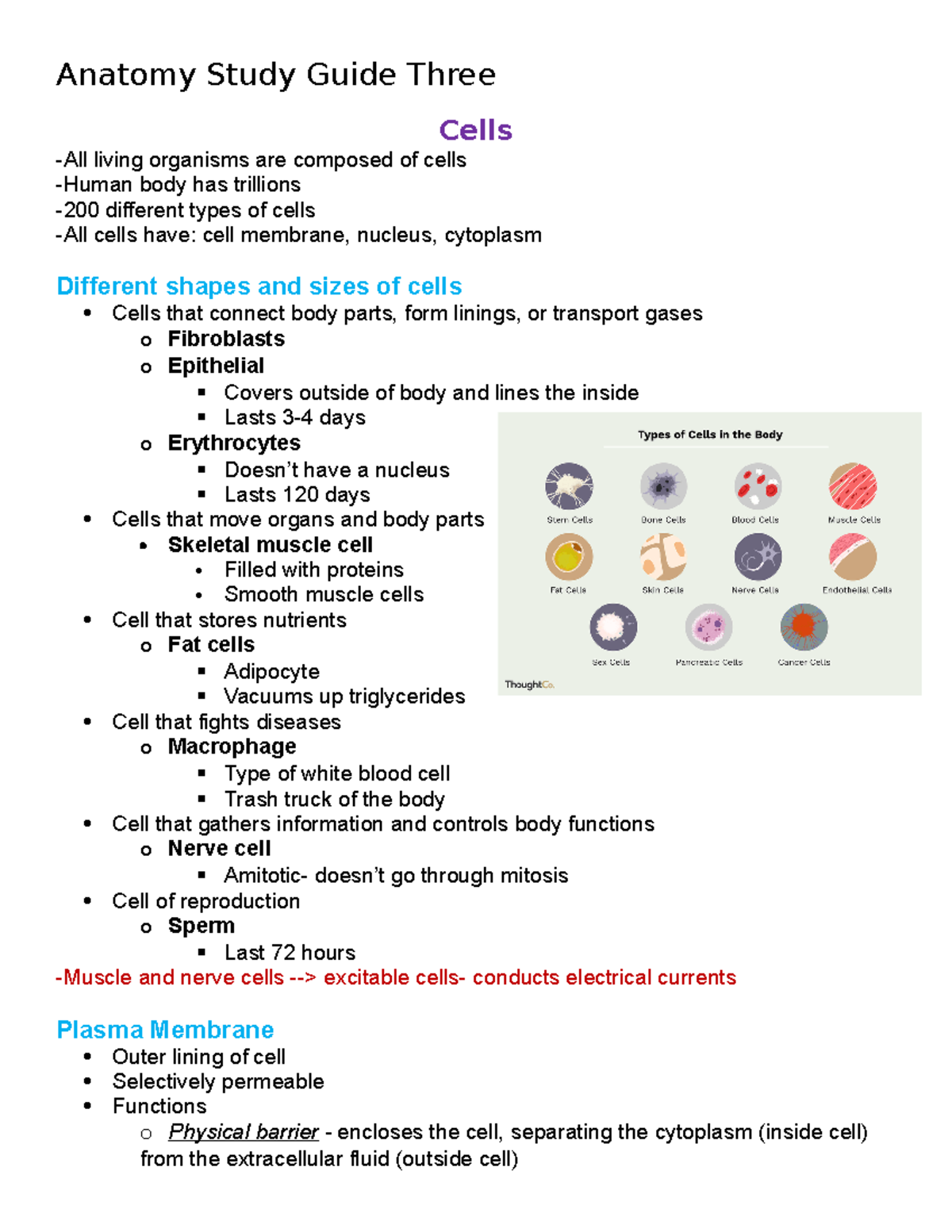 Anatomy Study Guide Three - Anatomy Study Guide Three Cells -All living ...