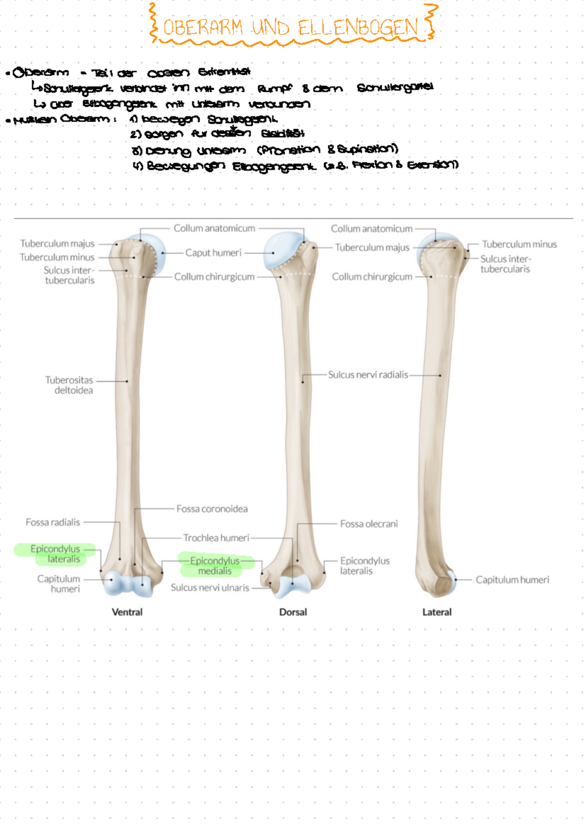 Ellbogen Anatomie - SS24 - ImmOBERARM UND ELLENBOGEN · Oberarm-Teil der ...
