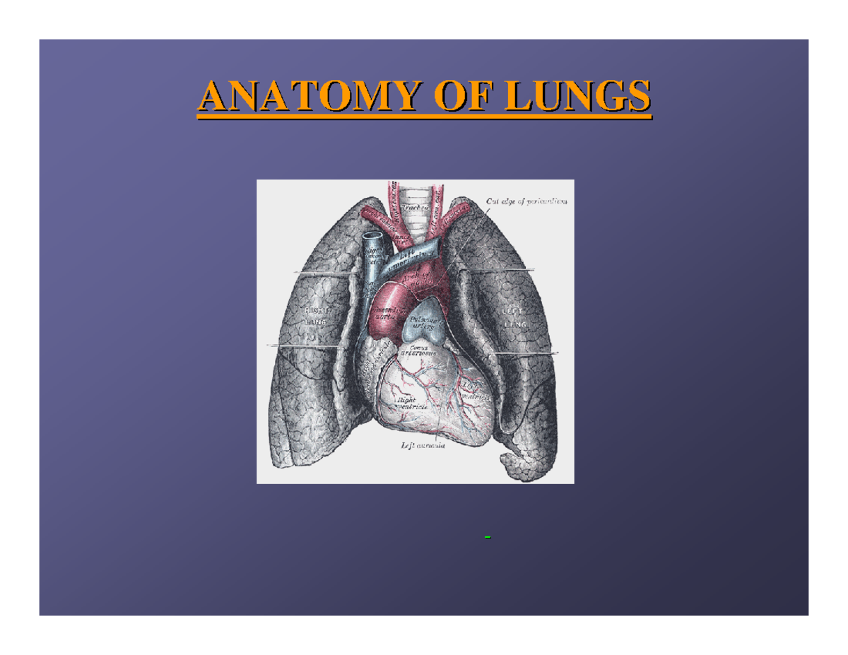 Lungs pdf - It's a lecture note - ANATOMY OF LUNGS ANATOMY OF LUNGS ...