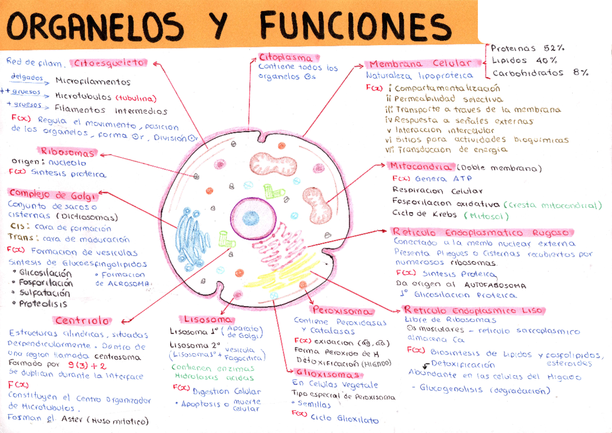 Organelos Y Sus Funciones