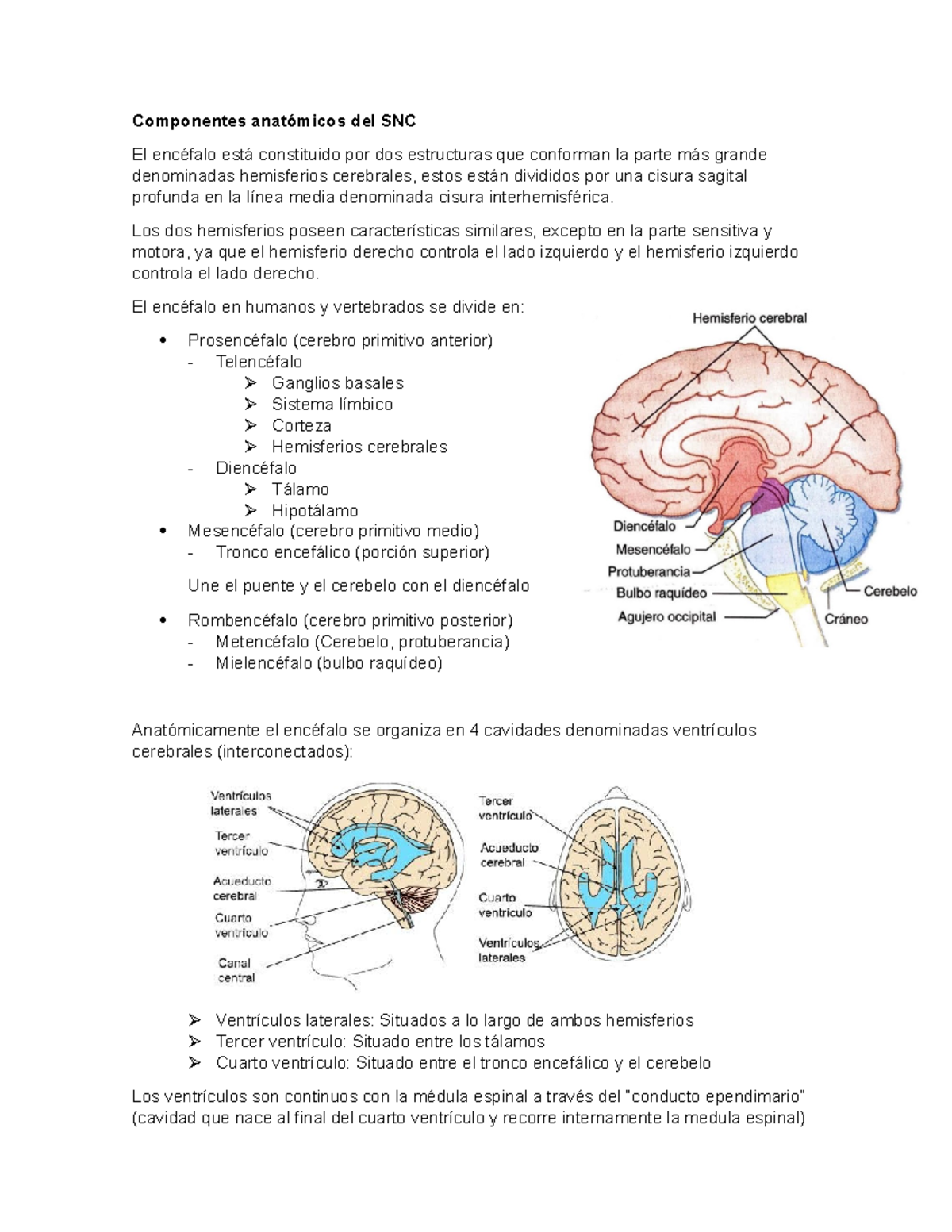 Componentes anatómicos del SNC - Componentes anatómicos del SNC El ...
