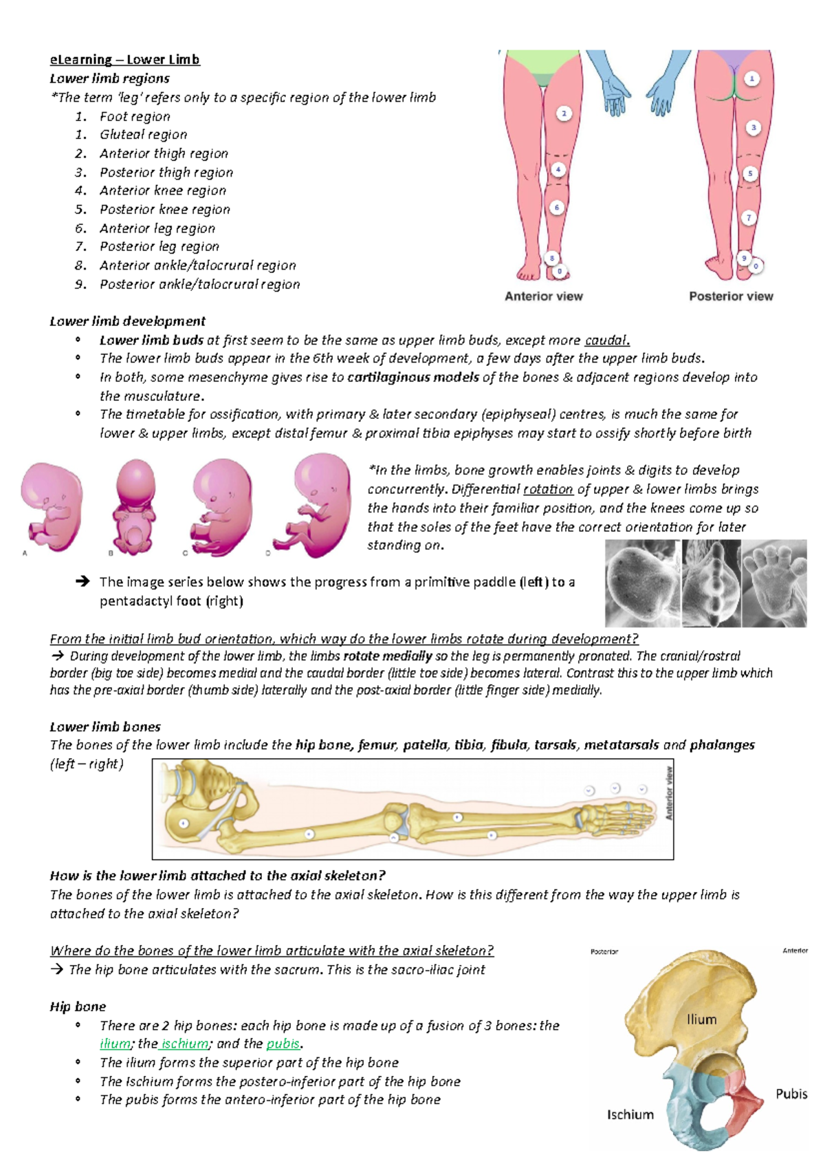 Lower Limb Anatomy Lecture Notes - eLearning – Lower Limb Lower limb ...