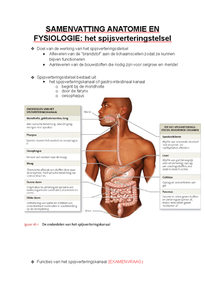 Longen - Anatomie: longen Pulmo dexter: rechterlong Pulmo sinister ...