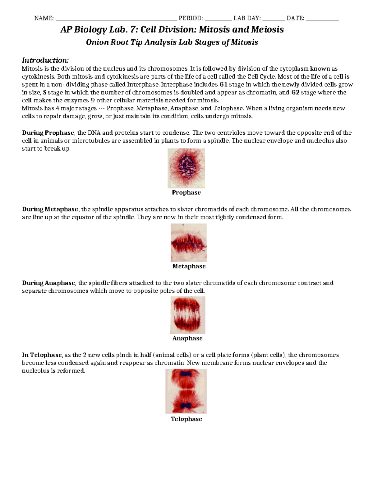 Cell Division - Motosis Onion Root Lab - NAME