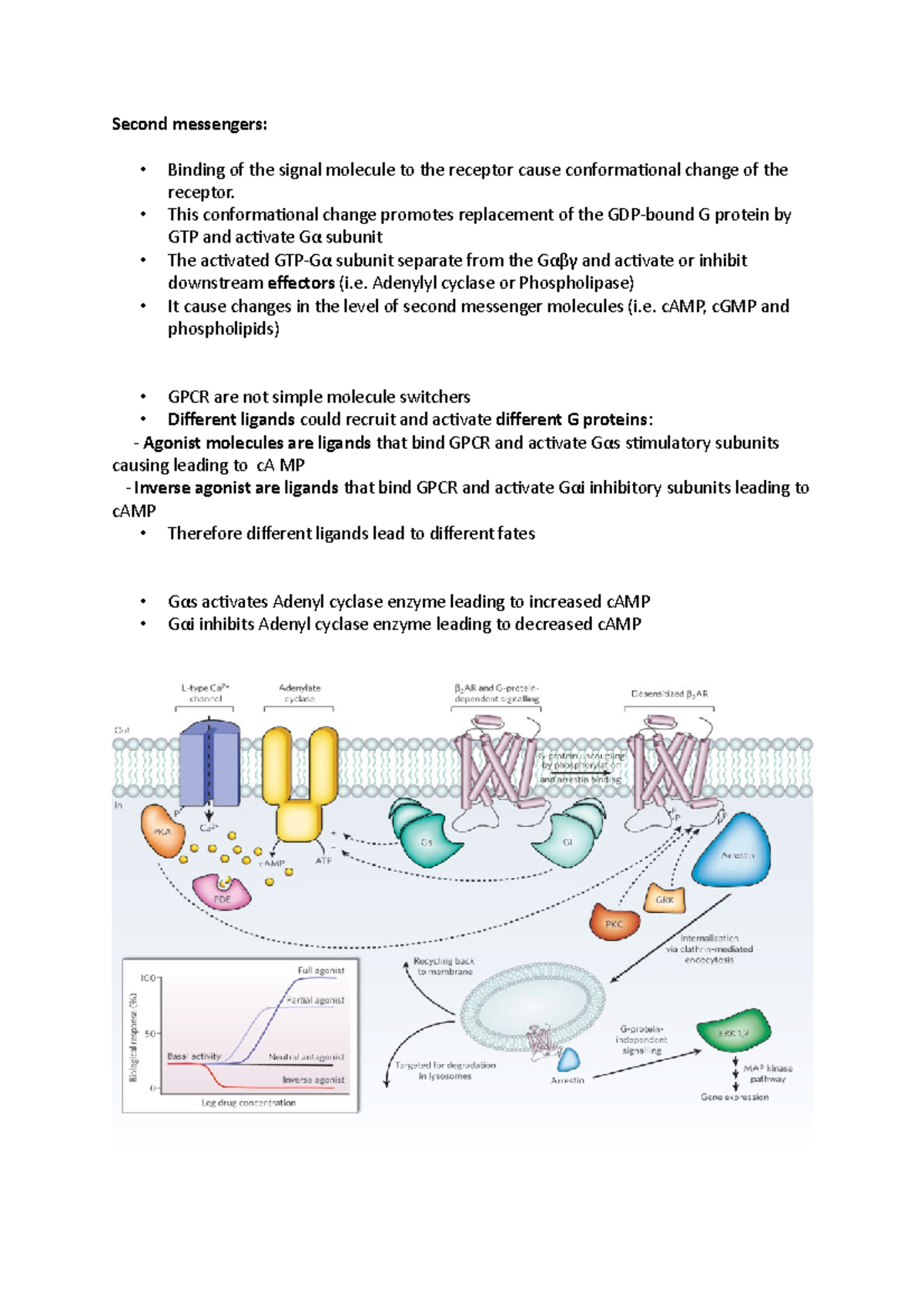 Second messengers - Second messengers: Binding of the signal molecule ...