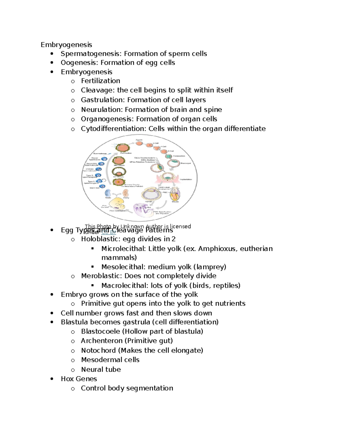 Embryogenesis - Amphioxus, eutherian mammals) Mesolecithal: medium yolk ...