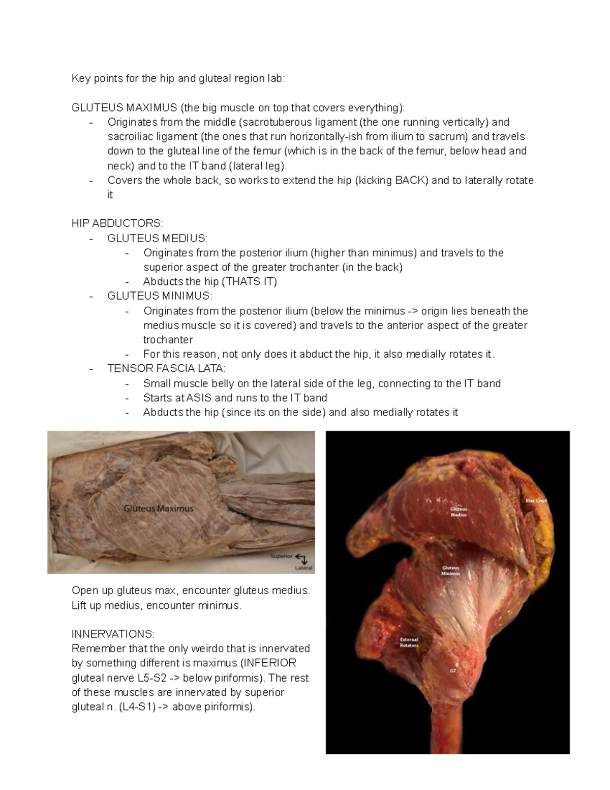 Key points for the hip and gluteal region lab - Covers the whole back ...