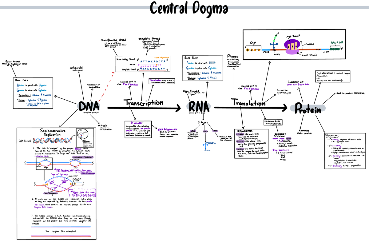 Draw To Learn Assignments - N & " Large subunit Template strand ...