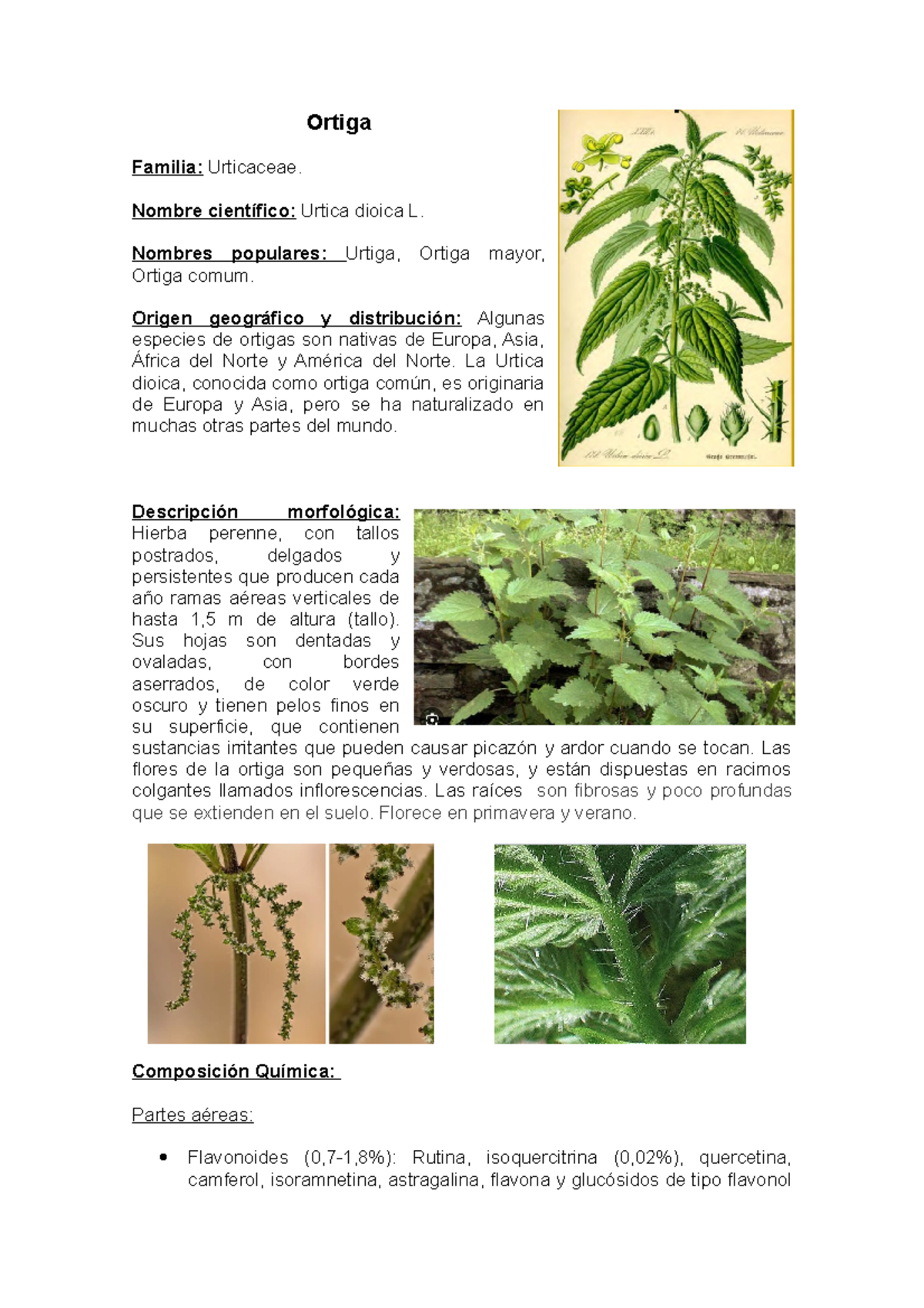 Ficha Técnica - Ortiga - Ortiga Familia: Urticaceae. Nombre científico ...