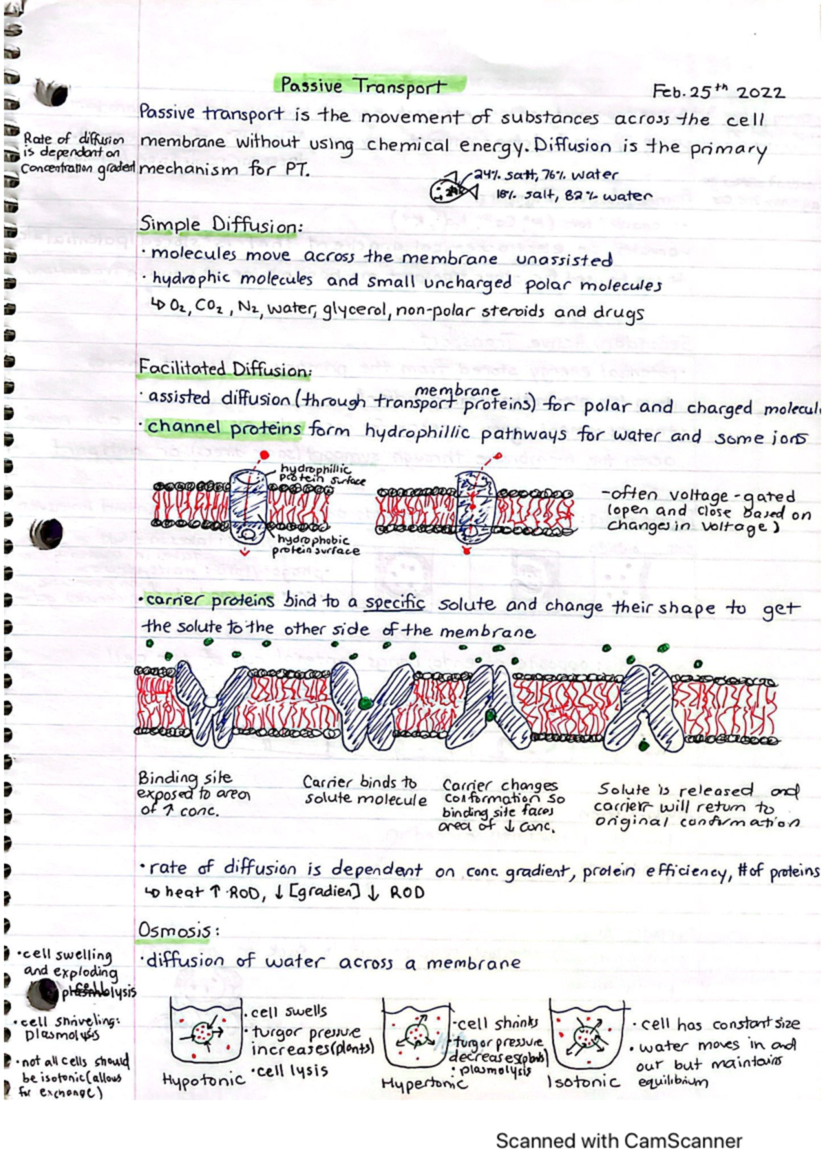 Passivetransport - passive transport - BIO1109 - Studocu