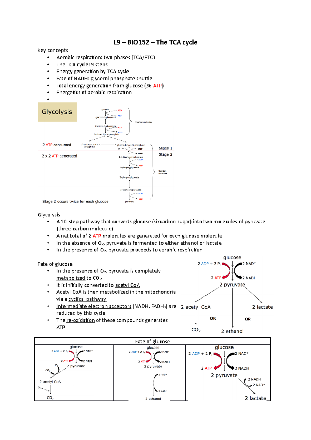 L9 - BIO152 The TCA cycle - L9 – BIO152 – The TCA cycle Key concepts ...