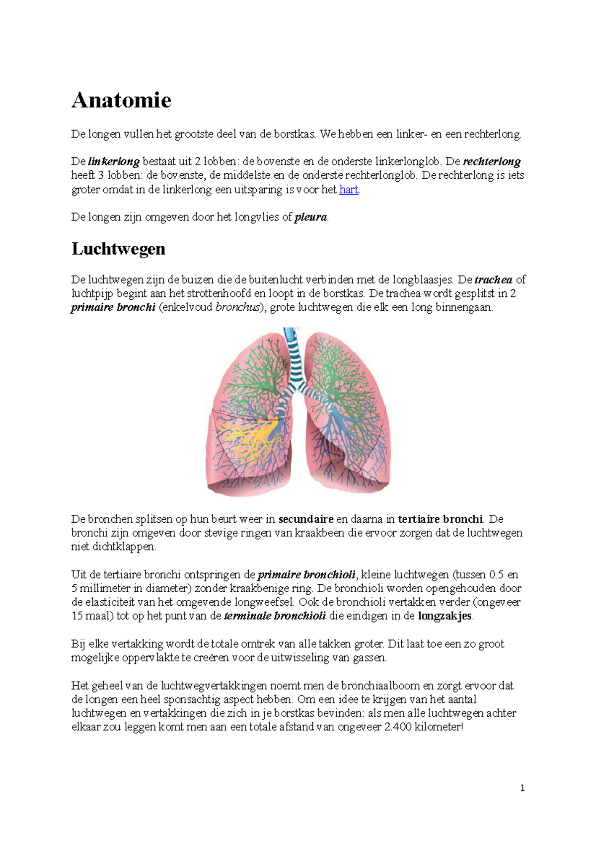 Anatomie en pathologie Longen - Anatomie De longen vullen het grootste ...