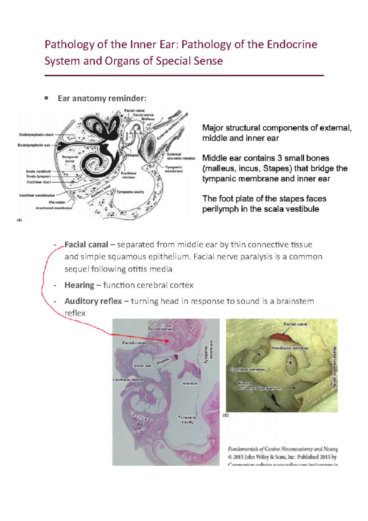 Pathology of the Inner Ear Pensoss - Pathology of the Inner Ear ...