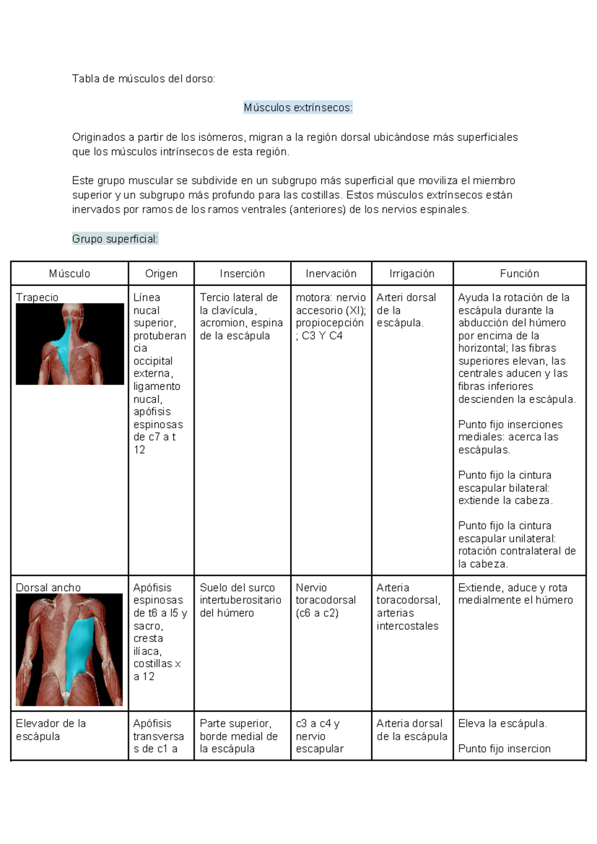 Musculos - Tabla de músculos del dorso: Músculos extrínsecos ...
