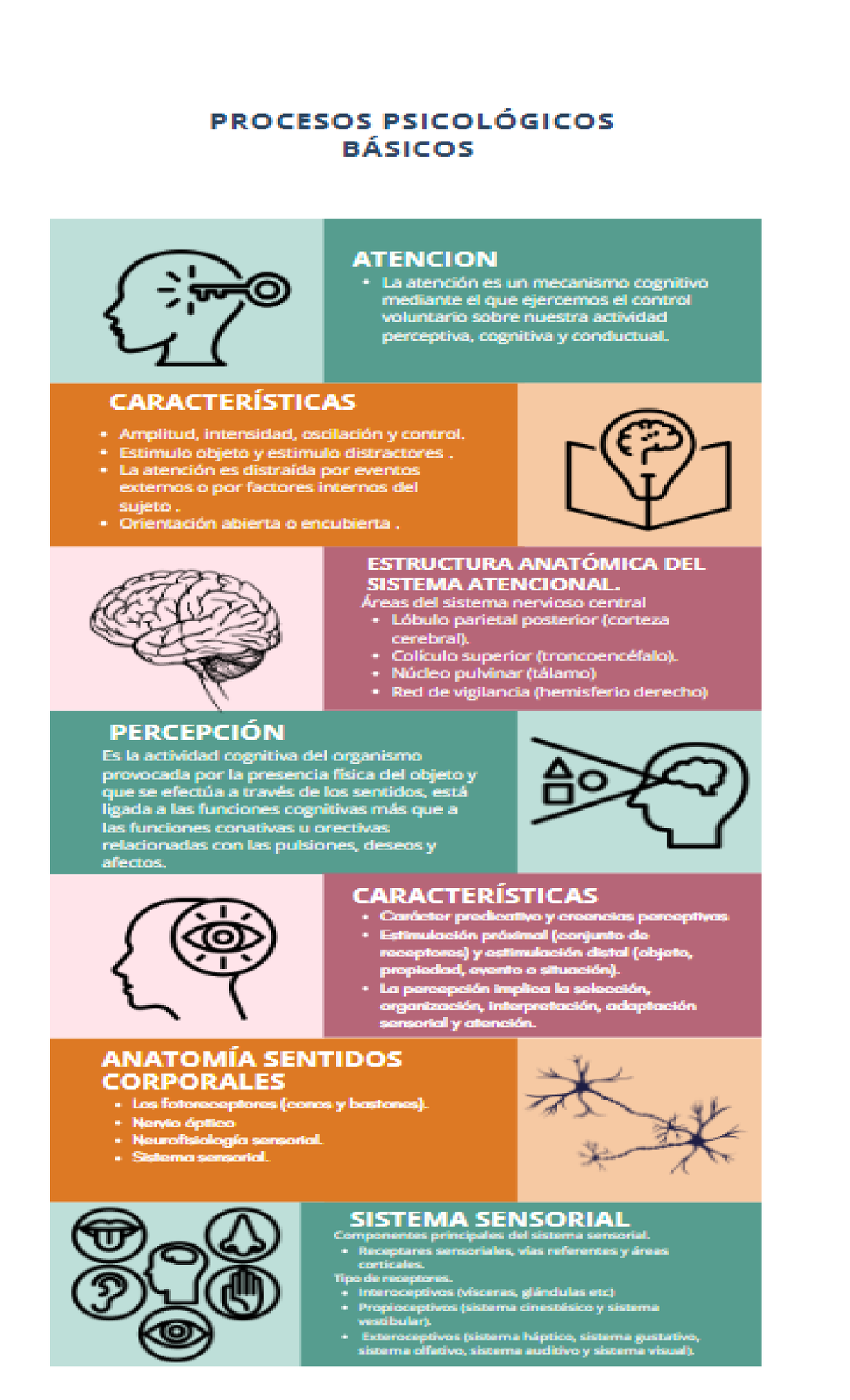 Infografia Introduccion A LA Psicologia. 1 - PROCESOS PSICOLÓGICOS BÁSICOS ATENCION La atención ...