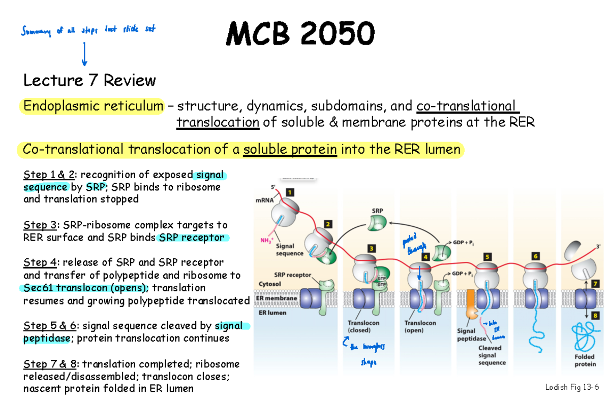 MCB*2050 lecture 8 Nov10 - Lecture 7 Review Endoplasmic reticulum ...