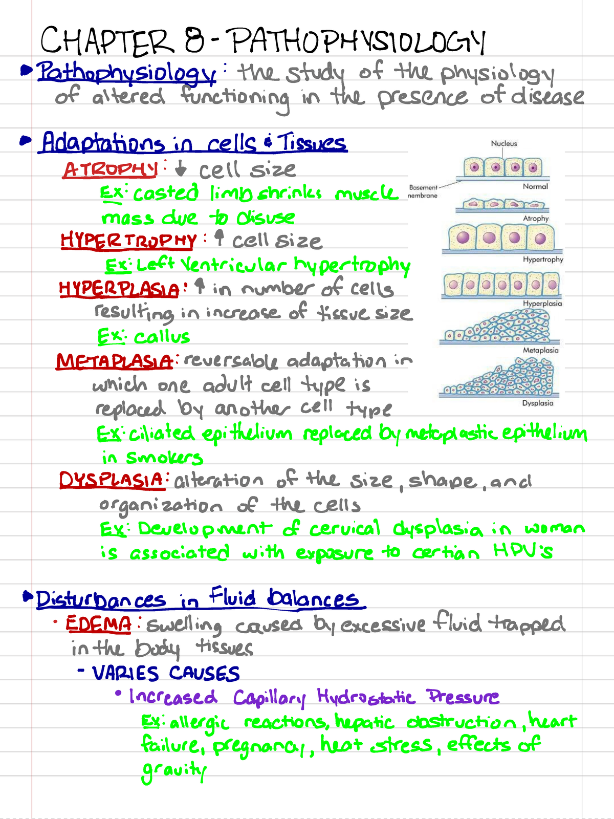Chapter 8 Pathophysiology Study Guide - EMS 1 - Studocu