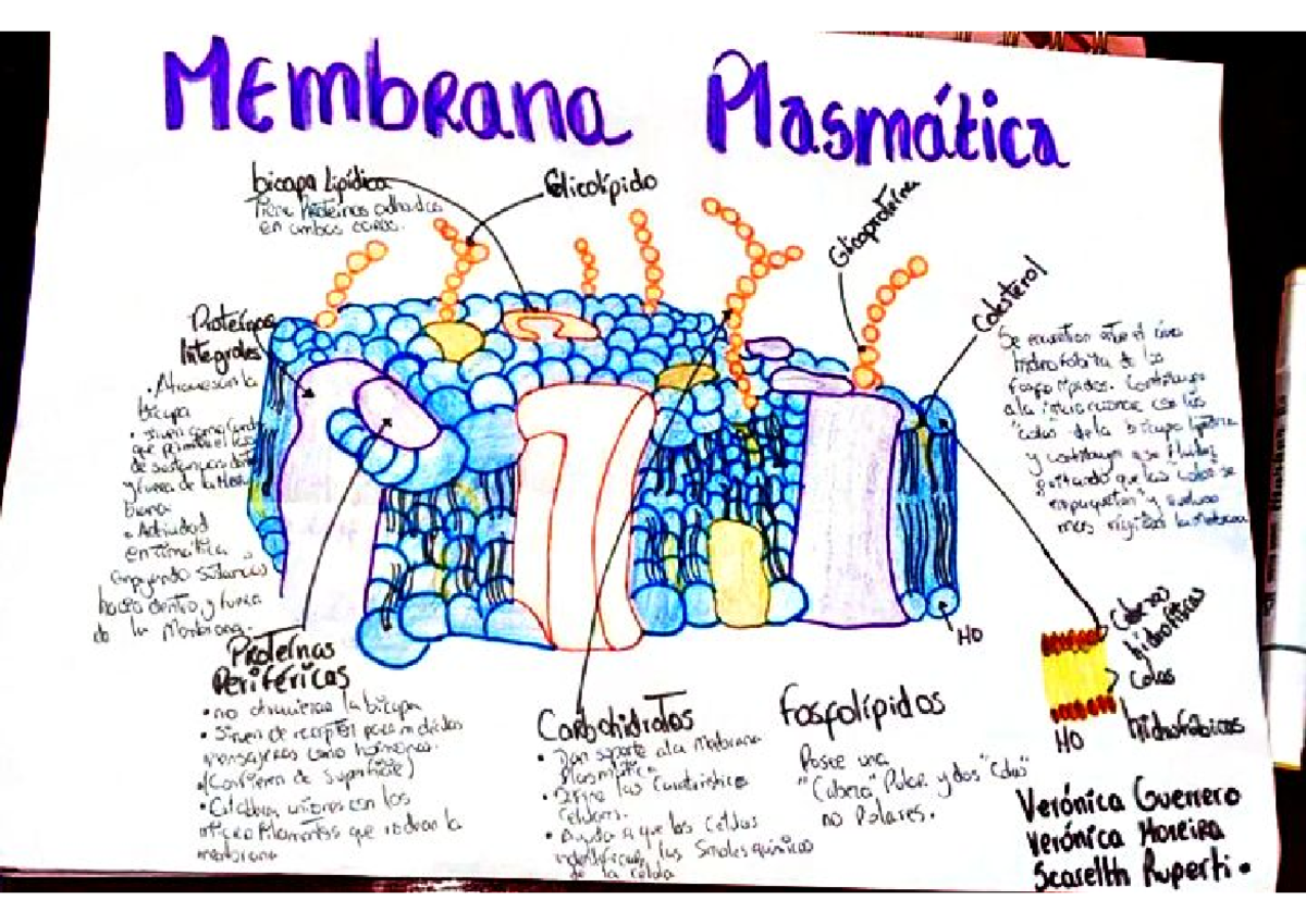 Membrana Plasmatica - Bioquĺmica - Studocu