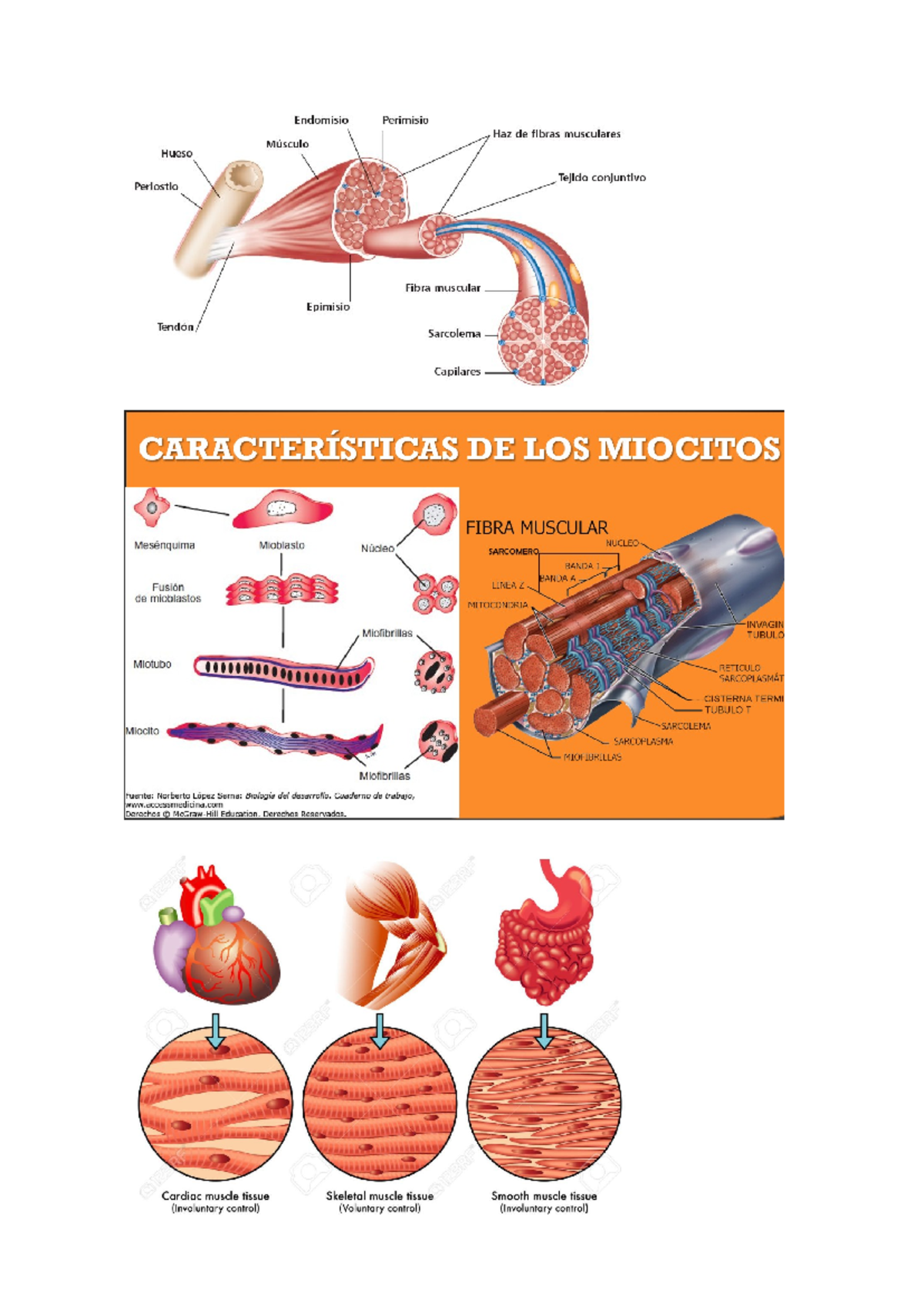 fibra muscular y miocitos del tejido muscular estriado - Endomisio ...