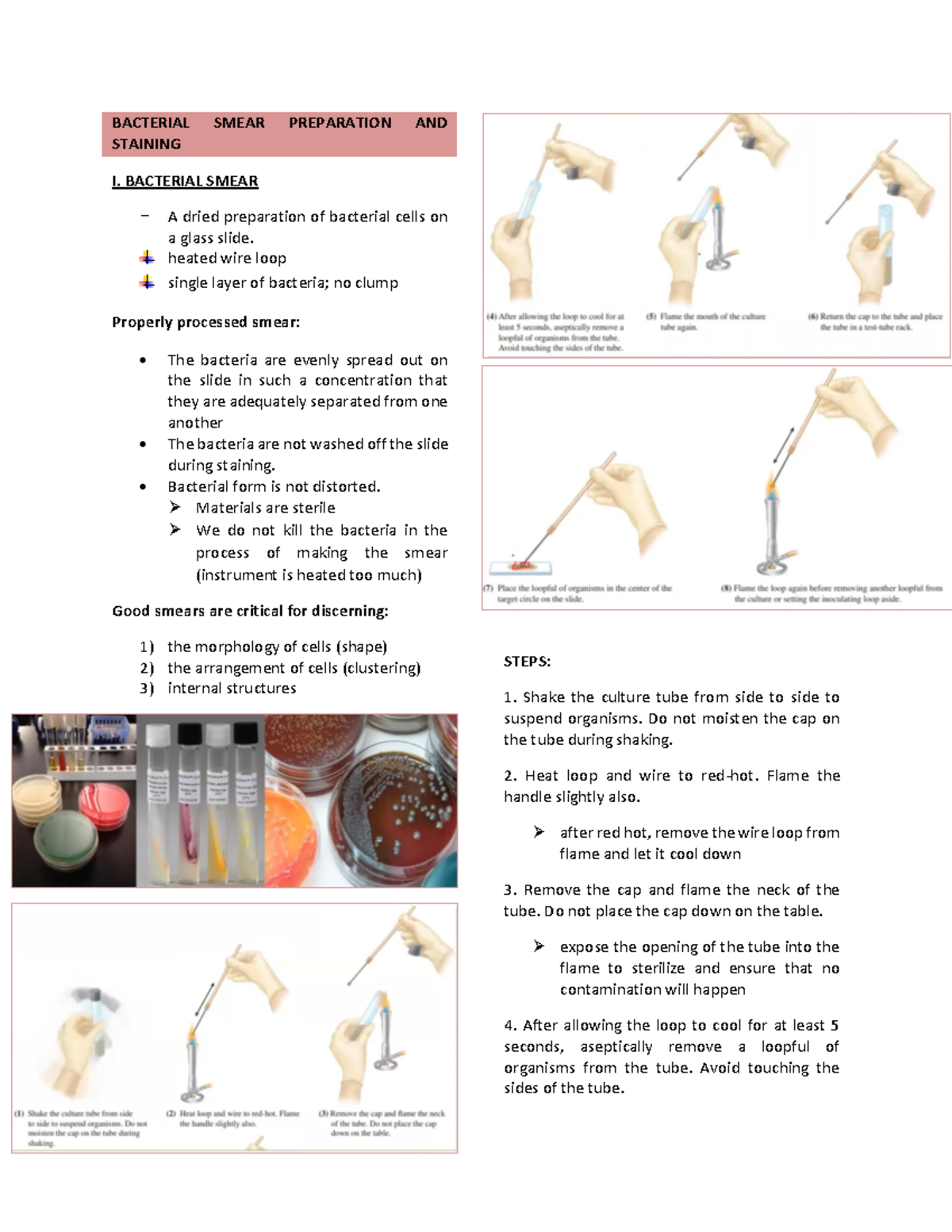 Bacterial Smear Preparation And Staining - BACTERIAL SMEAR PREPARATION ...