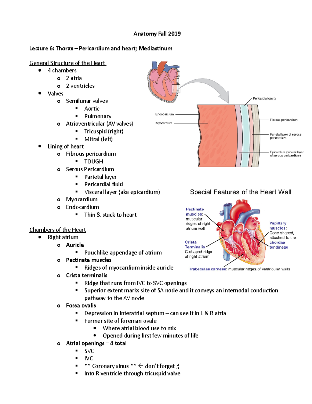 Lecture 6 Notes - Thorax -Anatomy Fall 2019 - Anatomy Fall 2019 Lecture ...