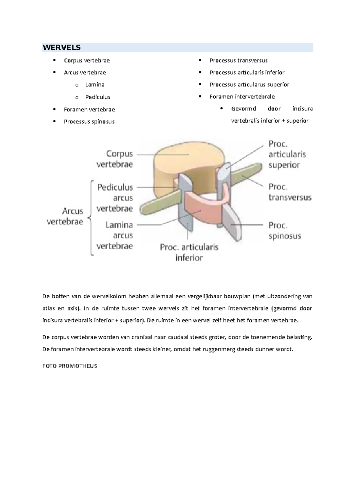 Anatomie W4 Wervelkolom - WERVELS Corpus vertebrae Arcus vertebrae o ...
