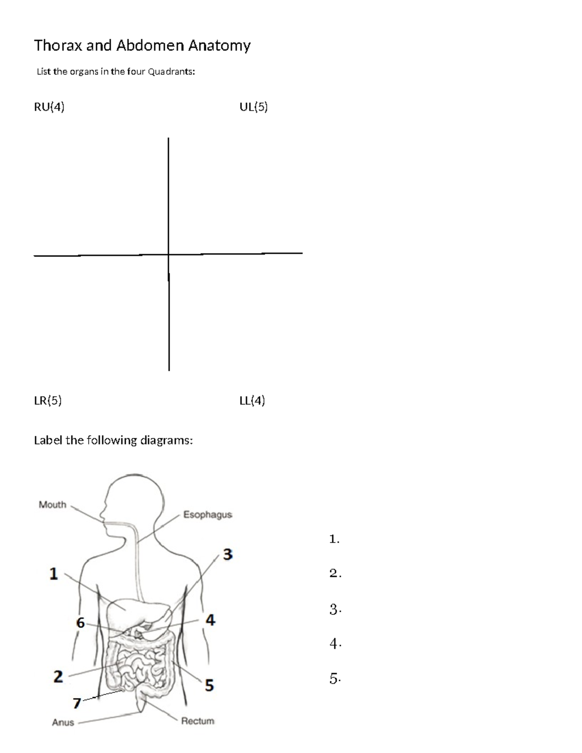Thorax and Abdomen Anatomy - 2. 3. 4. 5. 6. 7. 8. 9. 10. 11. 12. 13. 14 ...