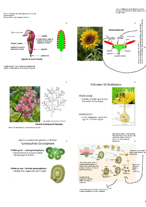 Lecture 4 - Meristems and growth - BOT 161 Lecture 4: Plant growth ...