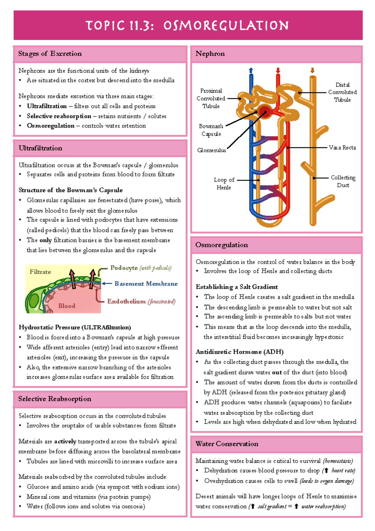 Osmoregulation - Topic 11: OSmOREGuLATiOn Stages of Excretion Nephron ...