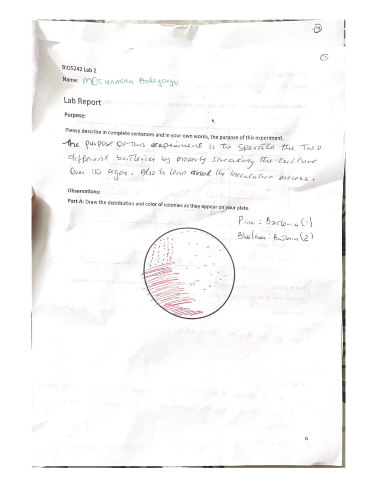 BIOS242 Lab 2 - assignment - BIOS-242 - Chamberlain University - Studocu