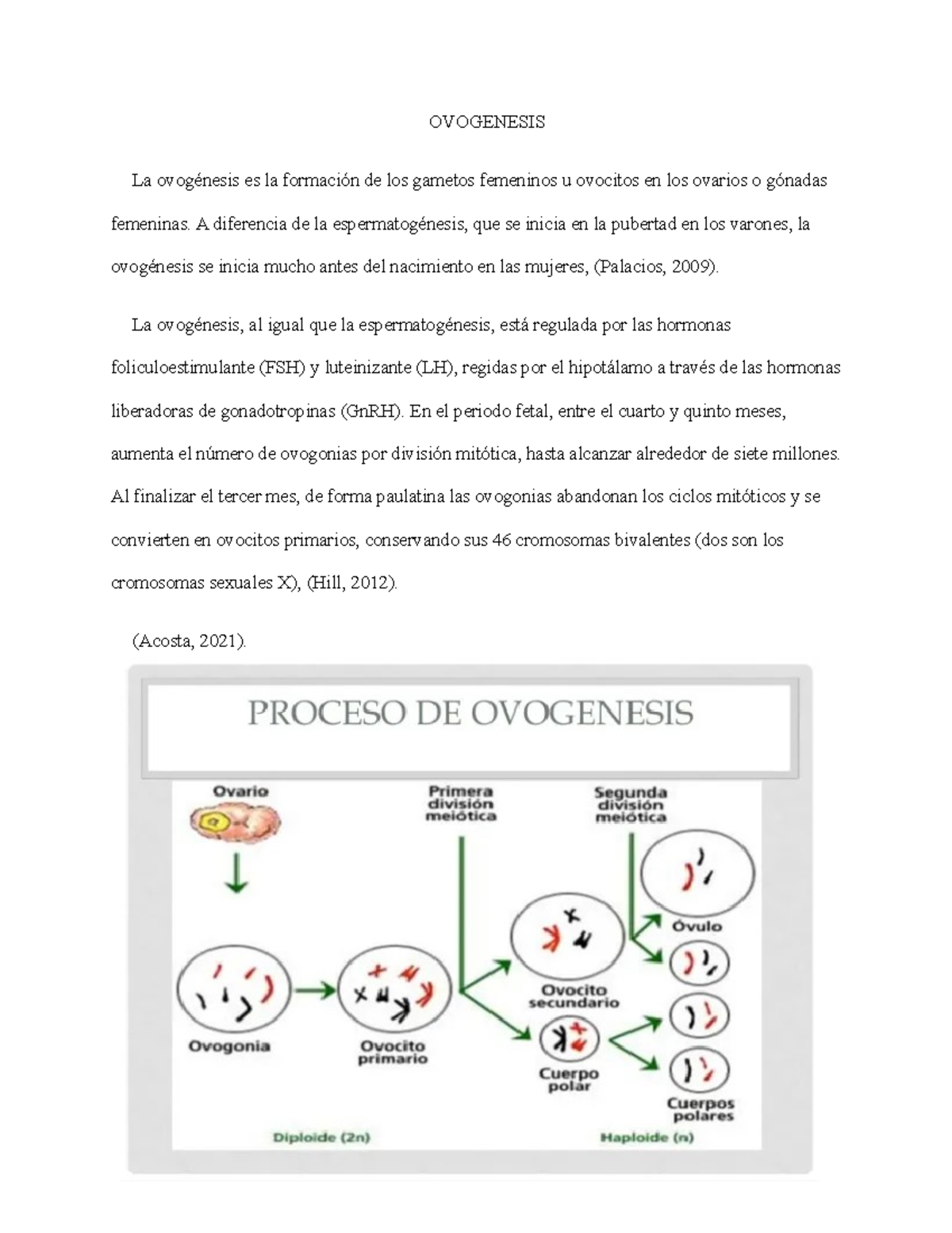 Ovogenesis - OVOGENESIS La ovogénesis es la formación de los gametos ...