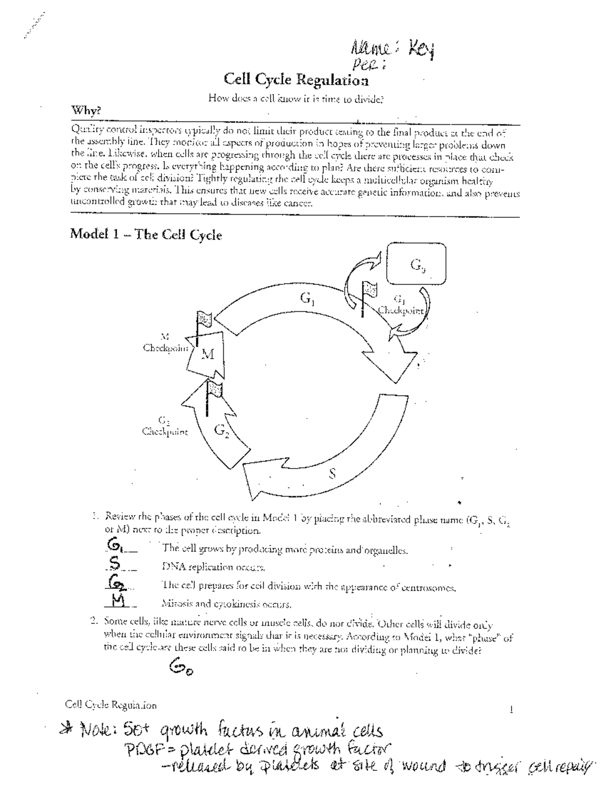 Cell cycle regulation - Studocu