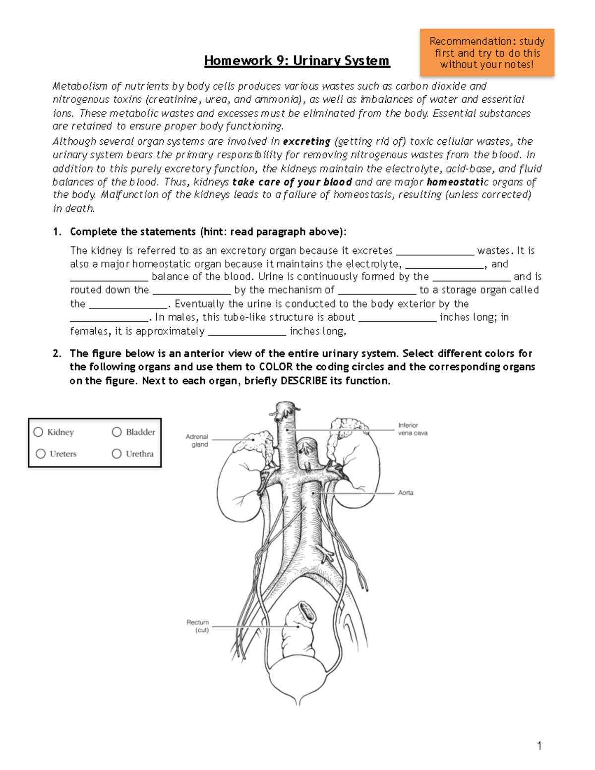 HW9 Urinary System - Homework 9: Urinary System Metabolism of nutrients by body cells produces ...
