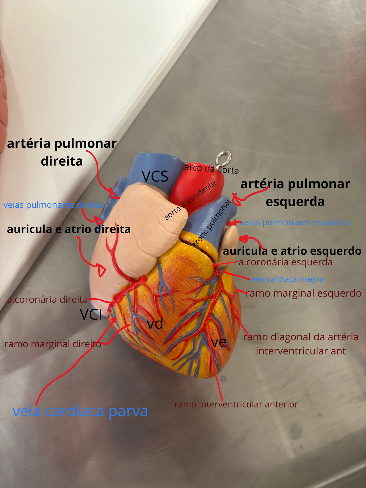 Arco da aorta - Resumo Sobotta Atlas of Anatomy - arco da aorta ...