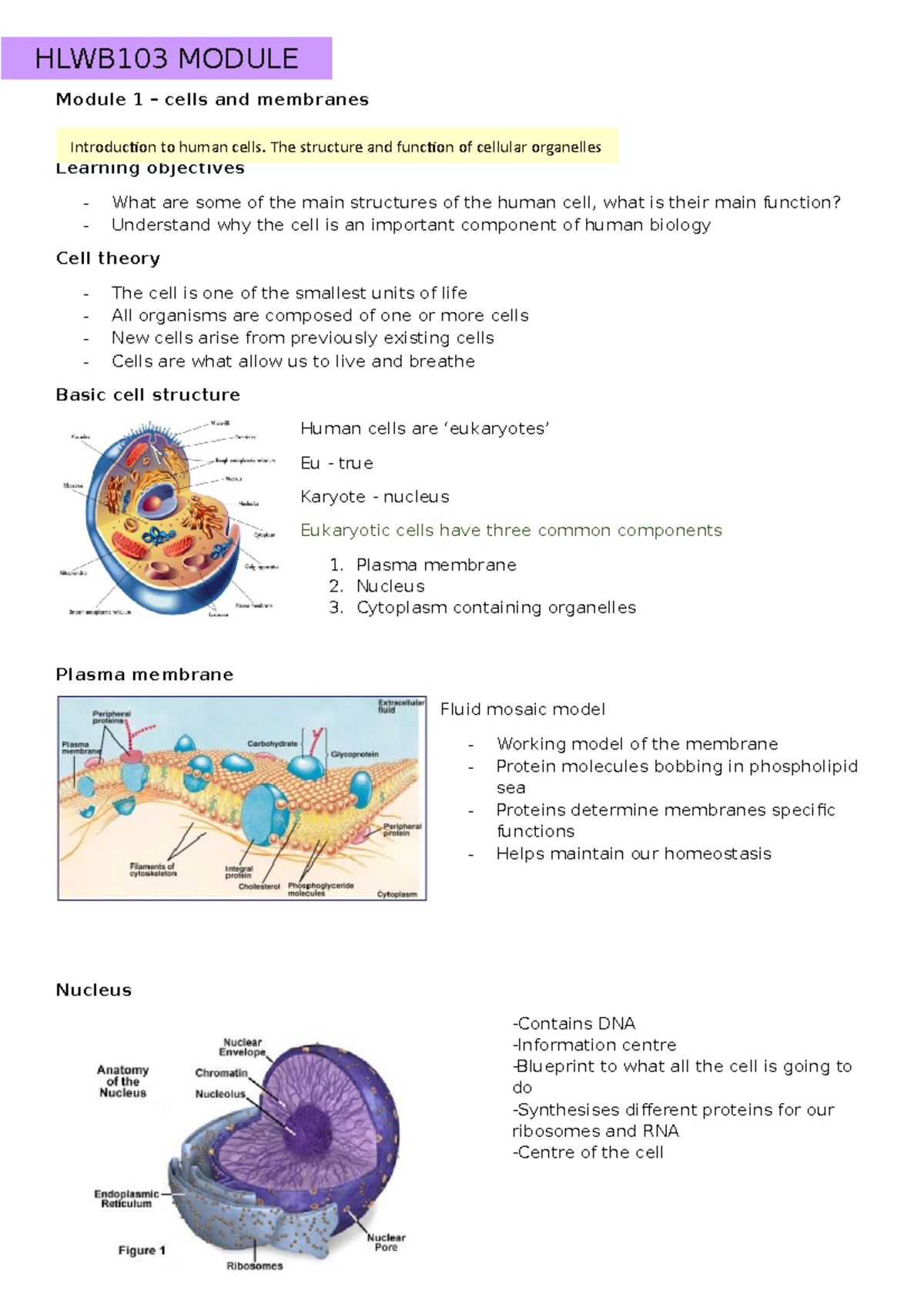 Module 1 - fa Module 1 – cells and membranes Learning objectives What are some of the main - Studocu