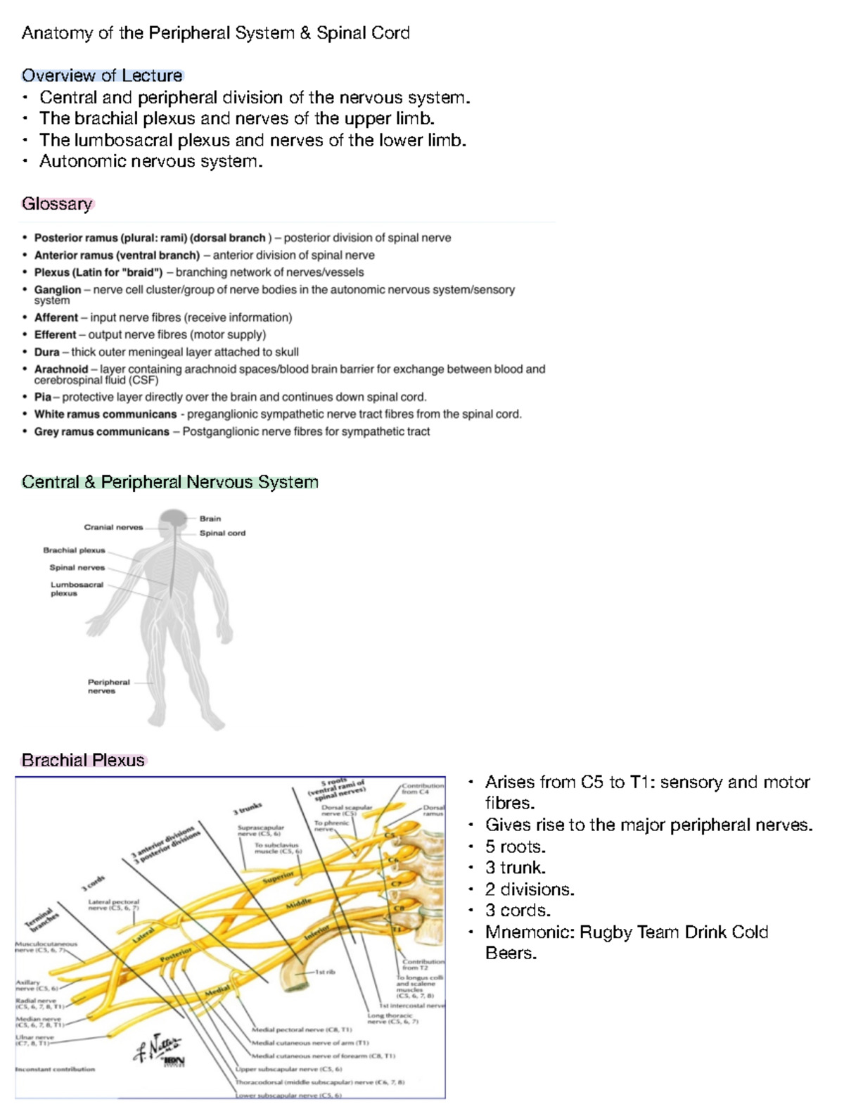 Peripheral Nervous System & Spinal Cord - Anatomy of the Peripheral ...