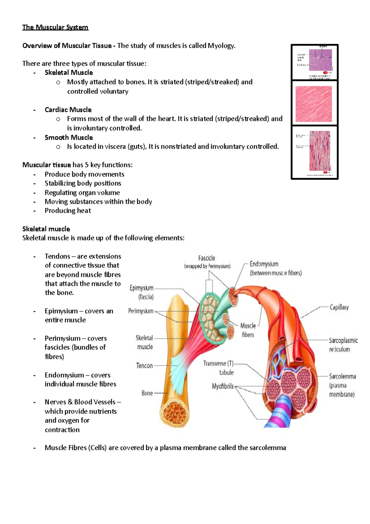 The Muscular System - Lecture notes 4 - The Muscular System Overview of ...