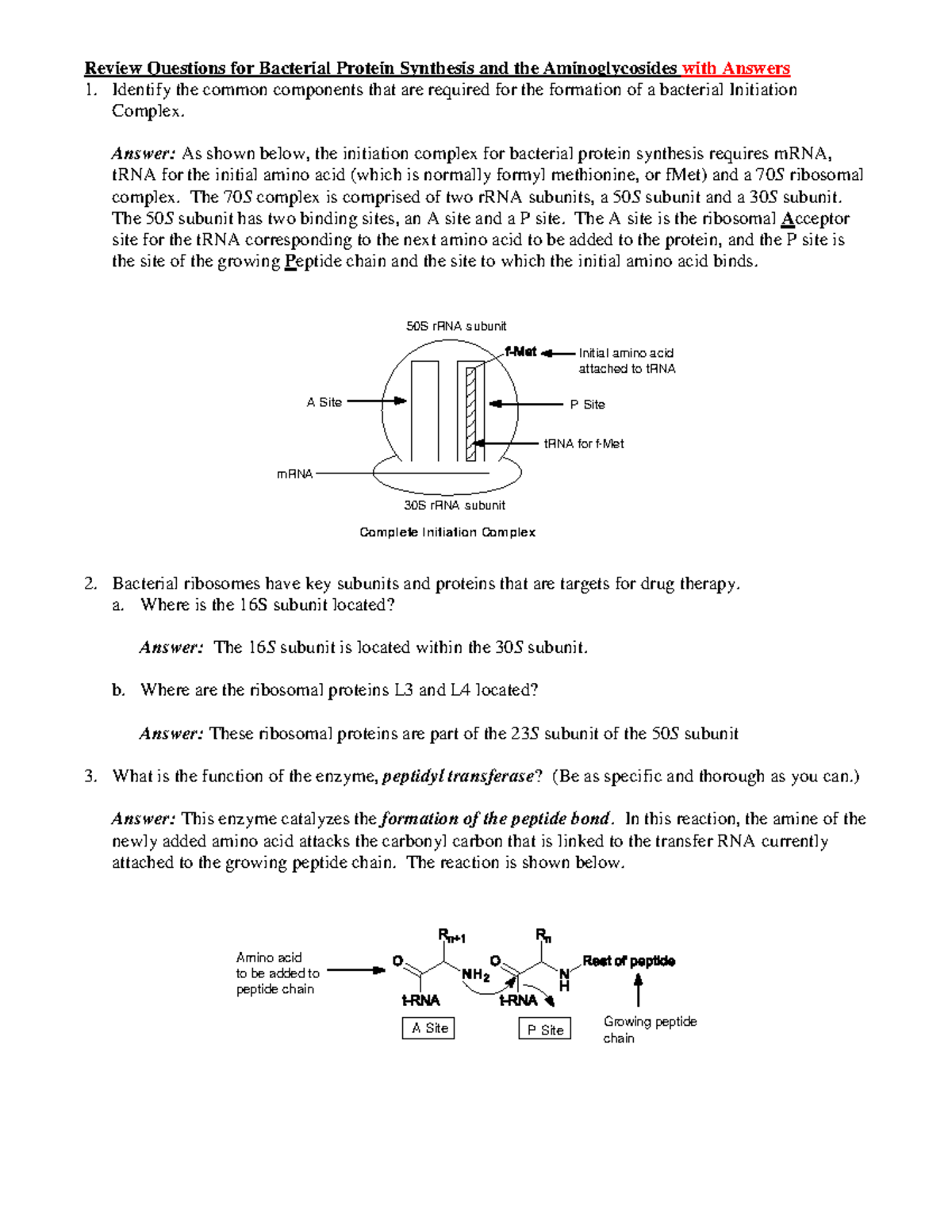 Review Questions for (6 and 7) Bacterial Protein Synthesis and the ...