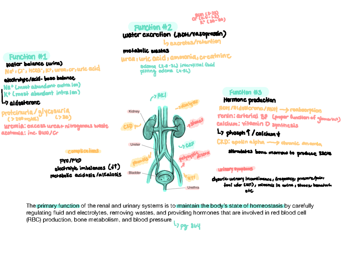 Kidney - NURS 3628 - The primary function of the renal and urinary ...