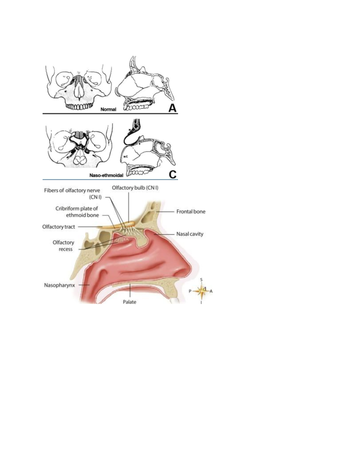 Nasoeithmoidal anatomy - BS Biology - Studocu
