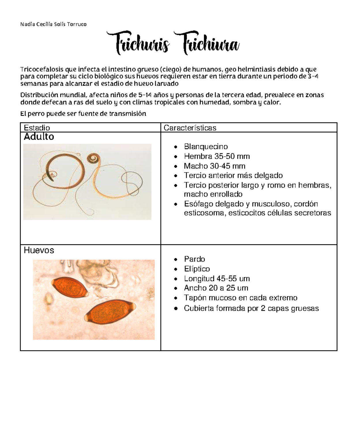 Trichuris trichiura - Resumen completo, parasitosis de intestino grueso ...