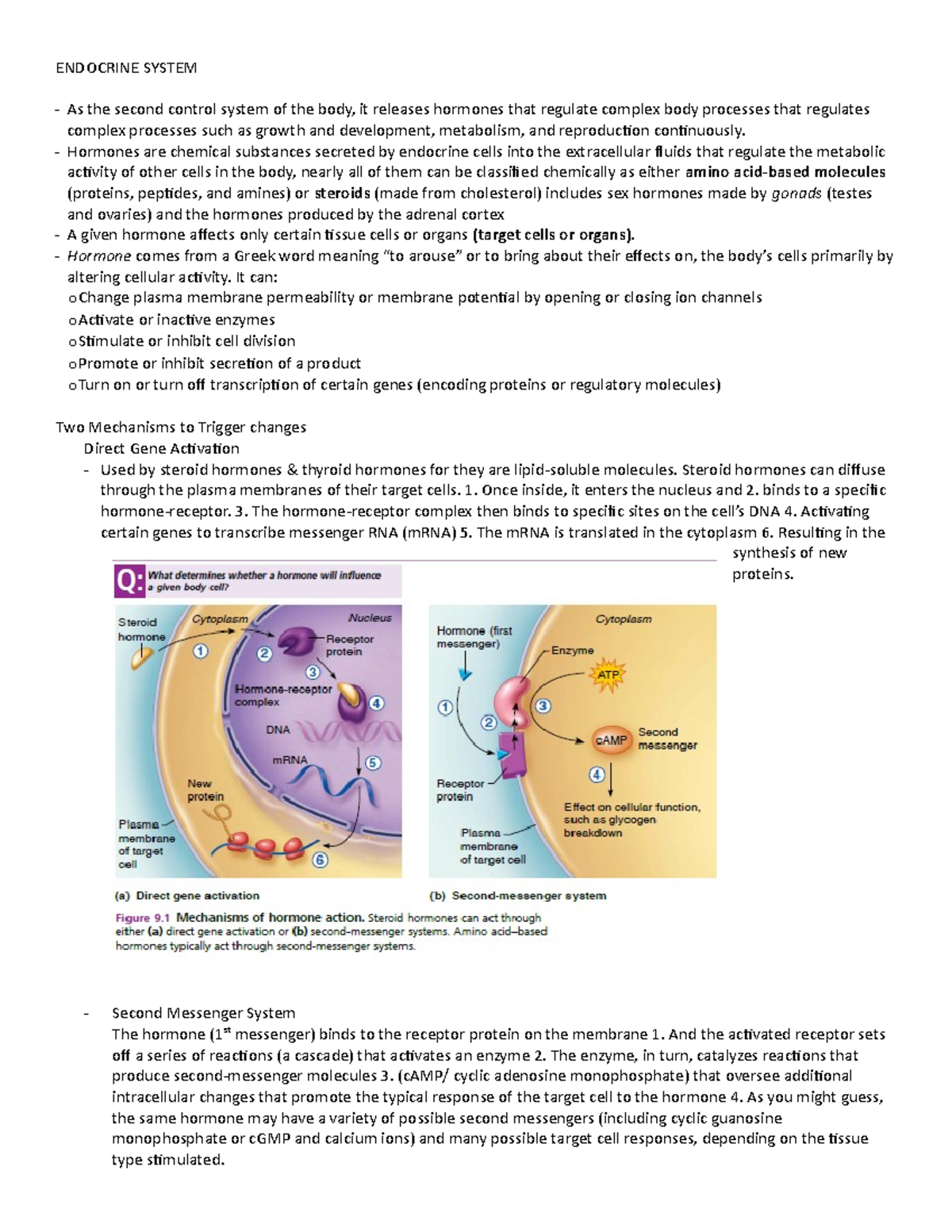 Endocrine System - Review Notes - ENDOCRINE SYSTEM As the second ...