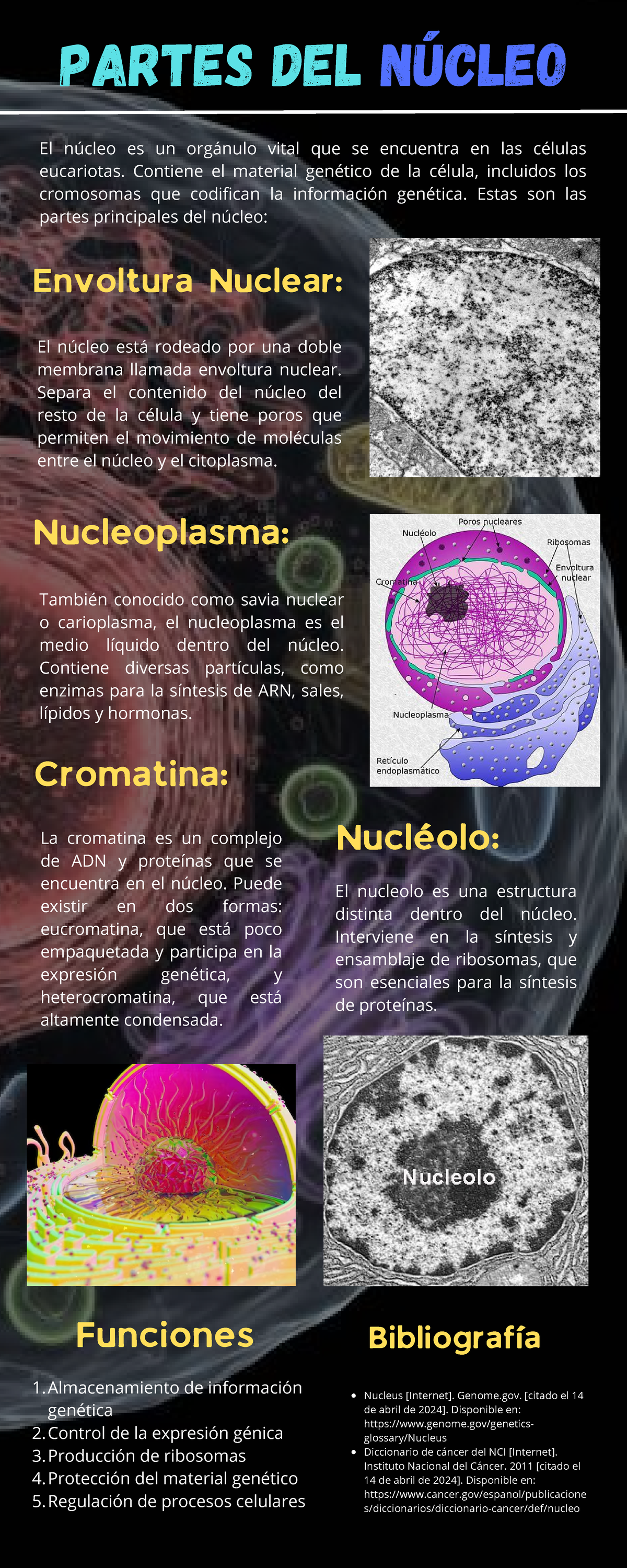 Partes DEL Nucleo - PARTES DEL NÚCLEO Envoltura Nuclear: Nucleoplasma ...