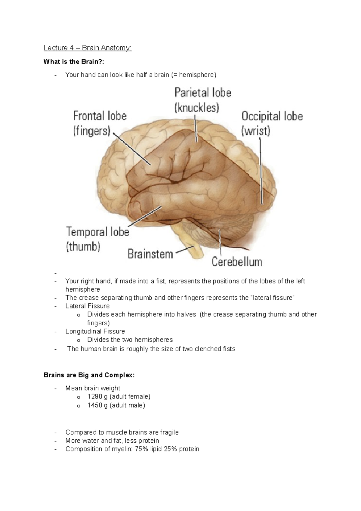 4 - Brain Anatomy - Lecture notes 4 - Lecture 4 – Brain Anatomy: What ...