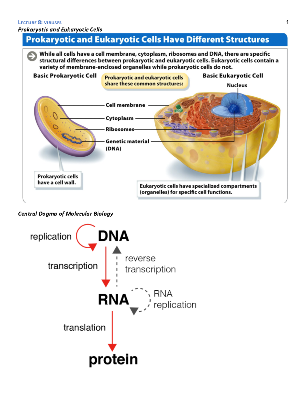 Lecture 8- viruses - Angel C. Pimentel - Prokaryotic and Eukaryotic ...