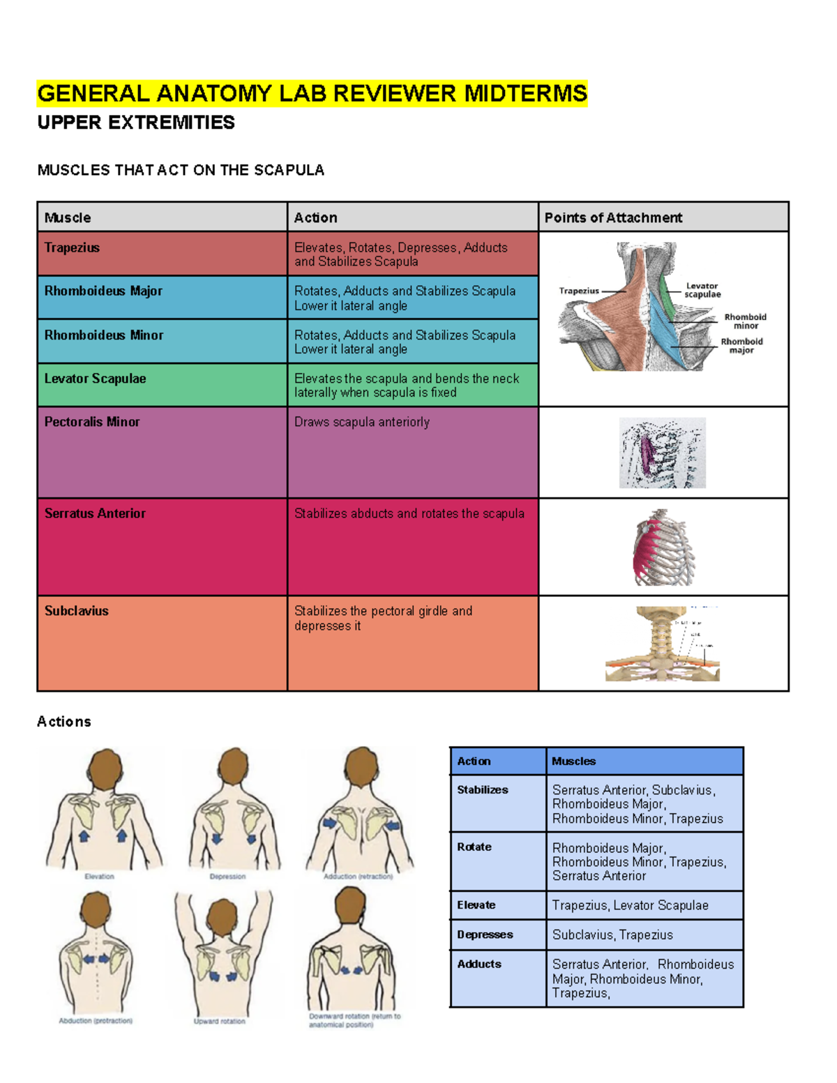 General Anatomy LAB Muscles of the Upper and Lower Extremities ...